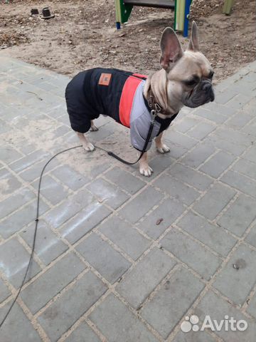 Вязка французкий бульдог