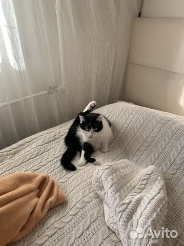 Отдам в хорошие руки кошку