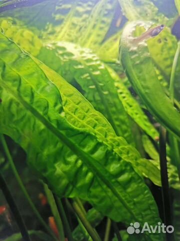 Аквариумное растение