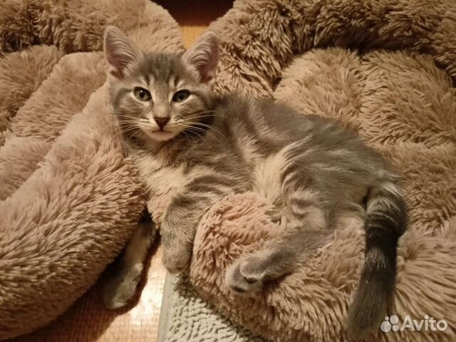 Котята в добрые руки бесплатно