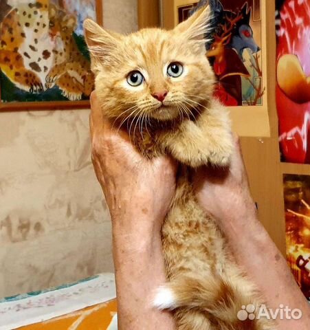 Котята-рыжики с необычными глазами, 2 мес