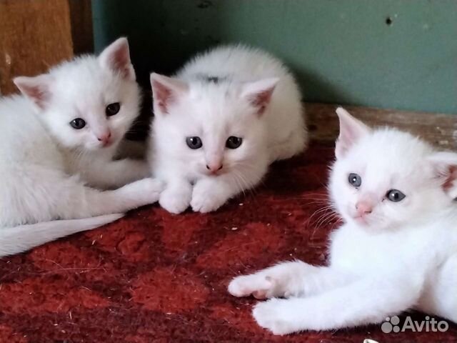Котята