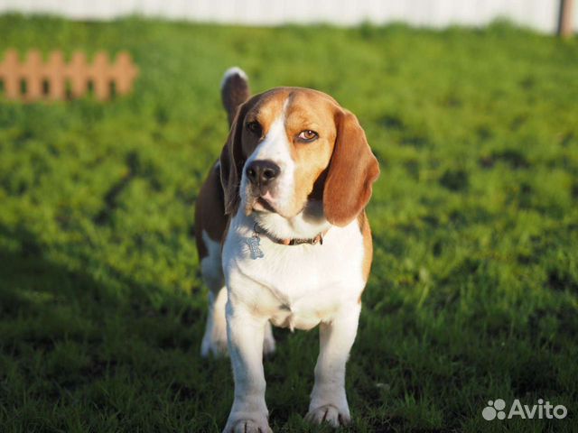 Вязка бигль бесплатно