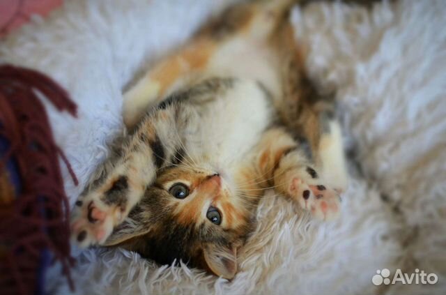Котенок Тинки в добрые руки)