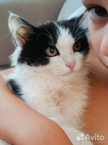 Котенок 7 месяцев девочка