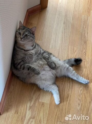 Оливия в добрые руки