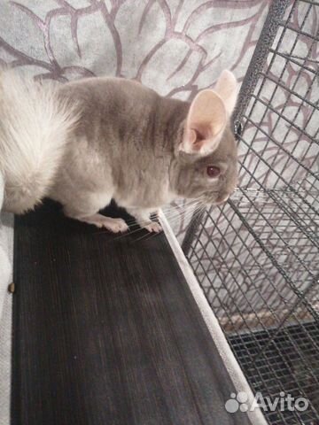 Продам шиншиллу. Мальчик.1 год