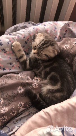 Шатланский вислоухий