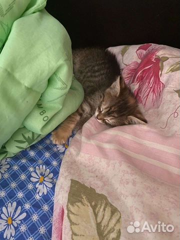 Отдам даром в добрые руки