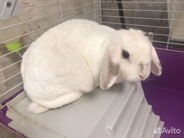 Декоративные кролики