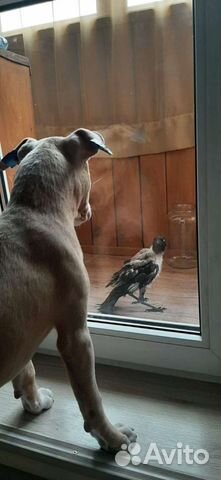 Птенец ворона