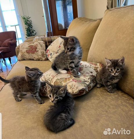 Кошки в добрые руки