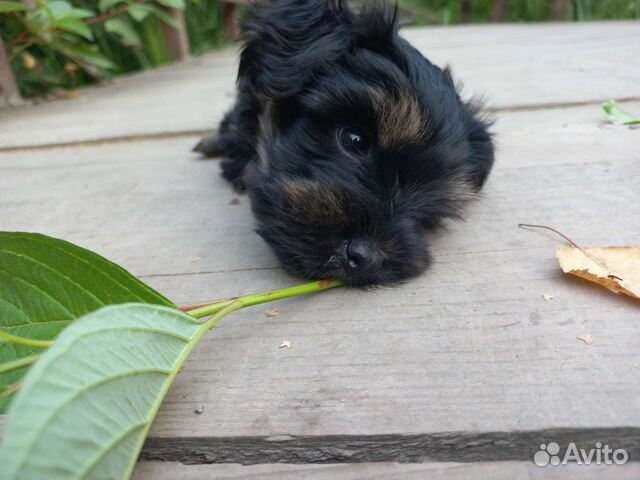 Йоркширский терьер щенок стандарт