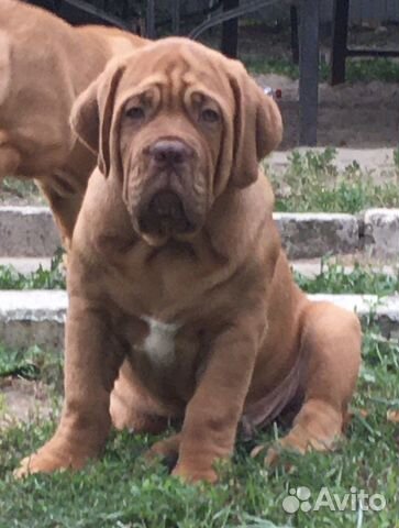Бордоский дог (Французский мастиф)