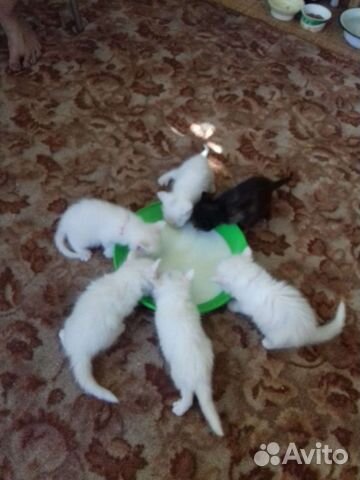 Котятки в добрые руки