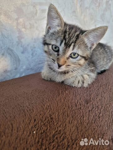 Котенок девочка 2 мес