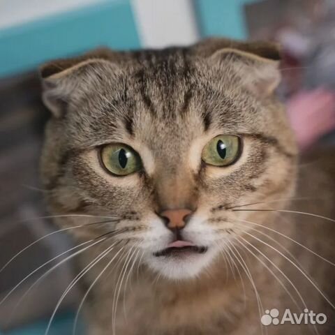 Кот Боня в добрые руки