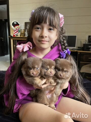 Шпиц голубой и шок/подп