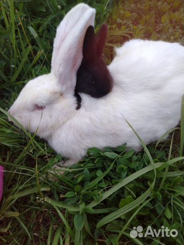 Продажа кроликов