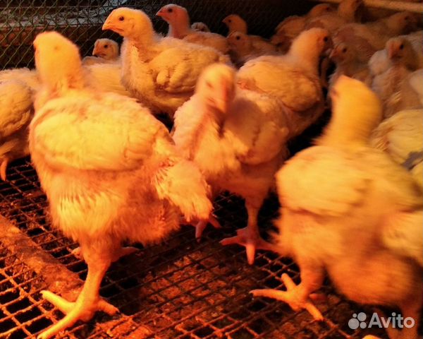 Бройлер 20 дней и месячный Кобб500