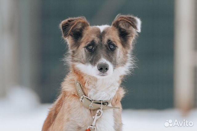 Аккуратная собака Айра