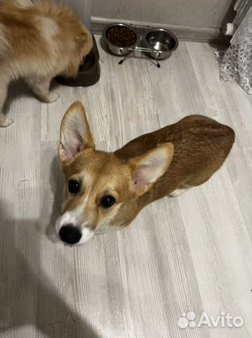Вельш-корги пемброк девочка щенок