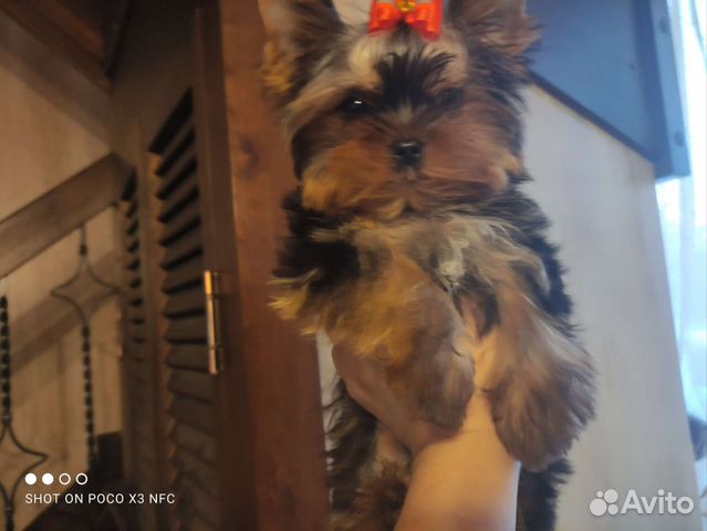 Сказочная красотка. Беби фейс