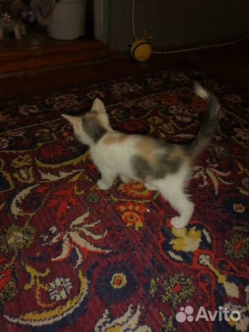 Котята в добрые руки даром волгоград