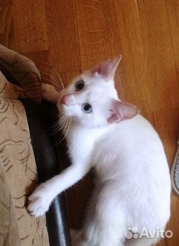 Котенок Принц 3 месяца с доставкой