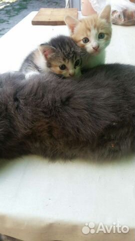 Кошки в добрые руки бесплатно