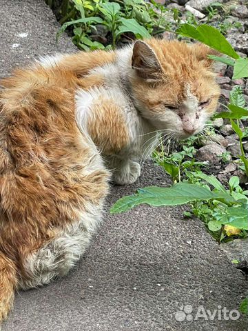 Кошки в добрые руки бесплатно, потеряшки