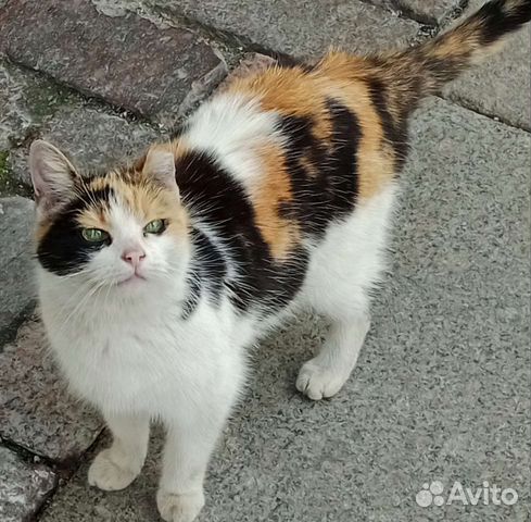 Кошечка- малышка хочет домой в добрые руки