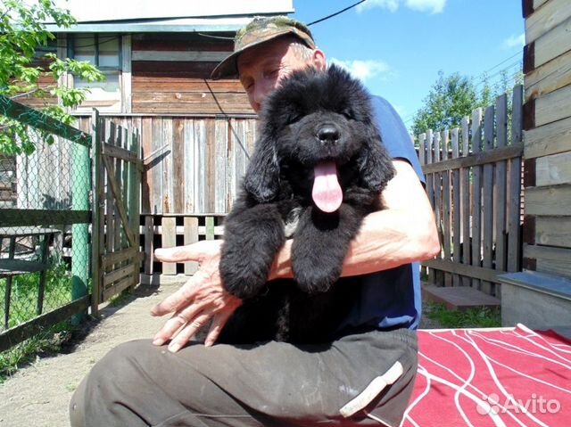 Ньюфо - Медвежата: