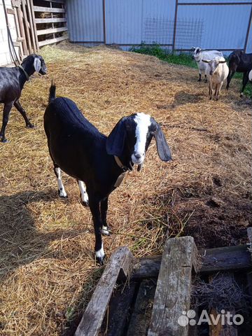 Англо нубийские козы под покрытие