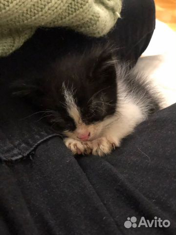 Котёнок