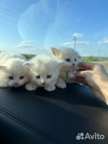 Котята белоснежные