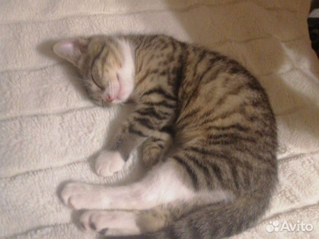 Кошки в добрые руки