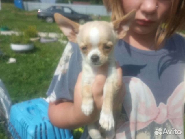 Чихуахуа с документами