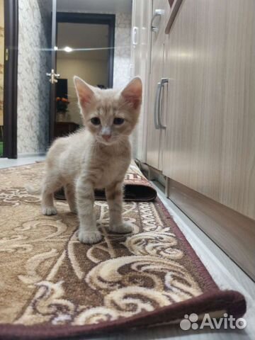 Рыжий котенок мальчик