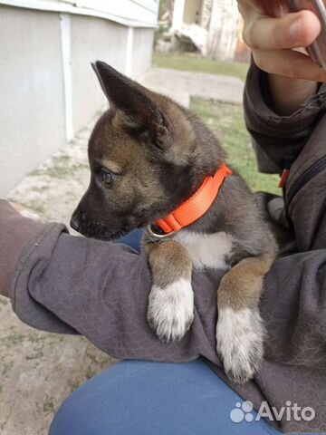 Щенок хаски лайки