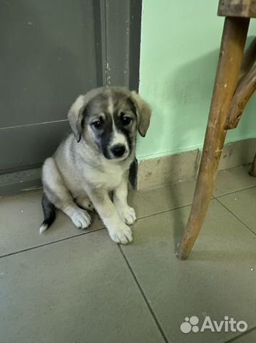 Отдам в добрые руки щенков