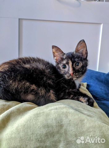 Кошка в добрые руки