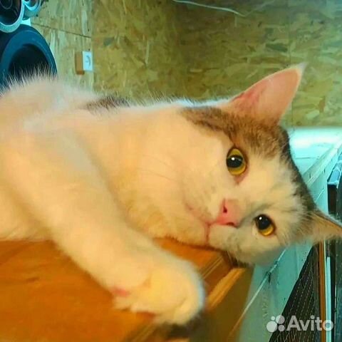 Очень важный кот в добрые руки