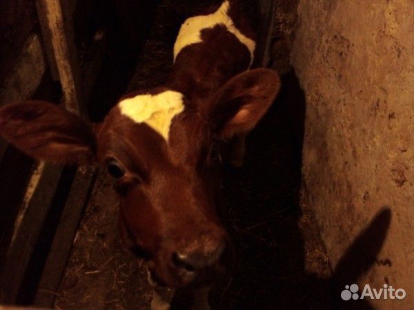 Телочка 14 дней