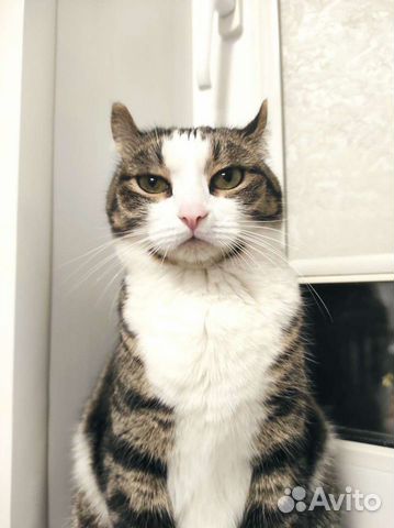 Американский кёрл