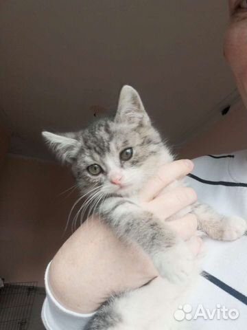 Котенок девочка в добрые руки
