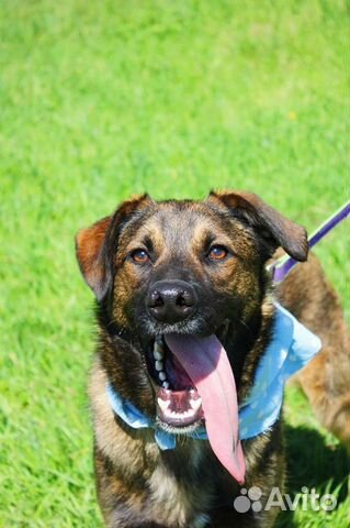 Молодой пёс угасает в приюте