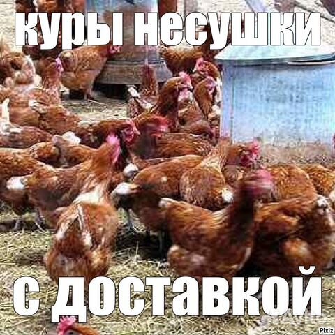 Куры несушки