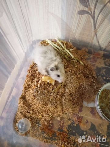 Отдам в добрые руки хомячка с контейнером беспла