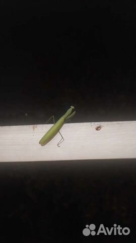 Богомол отдам